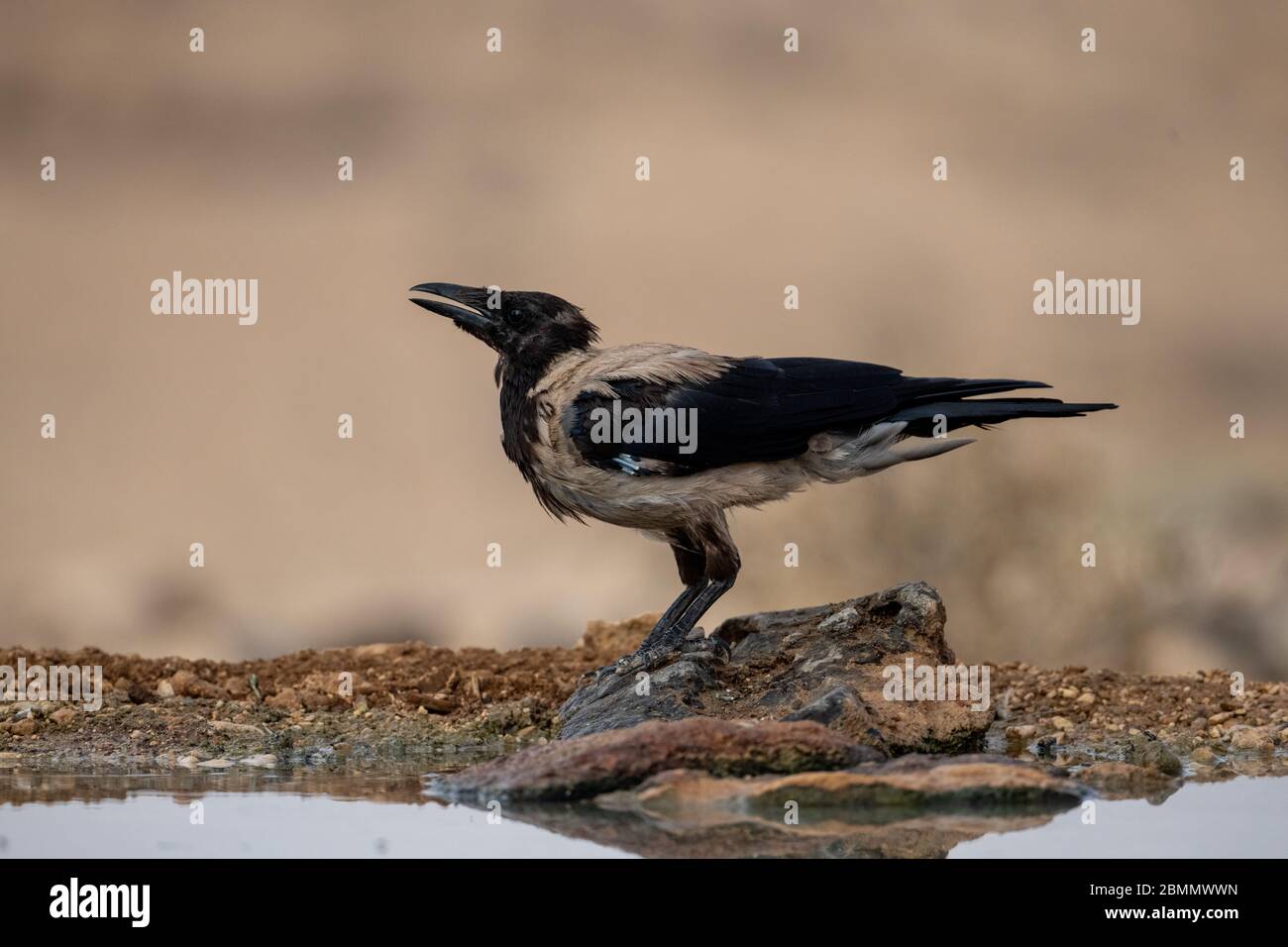 Middle eastern birds hi-res stock photography and images - Alamy