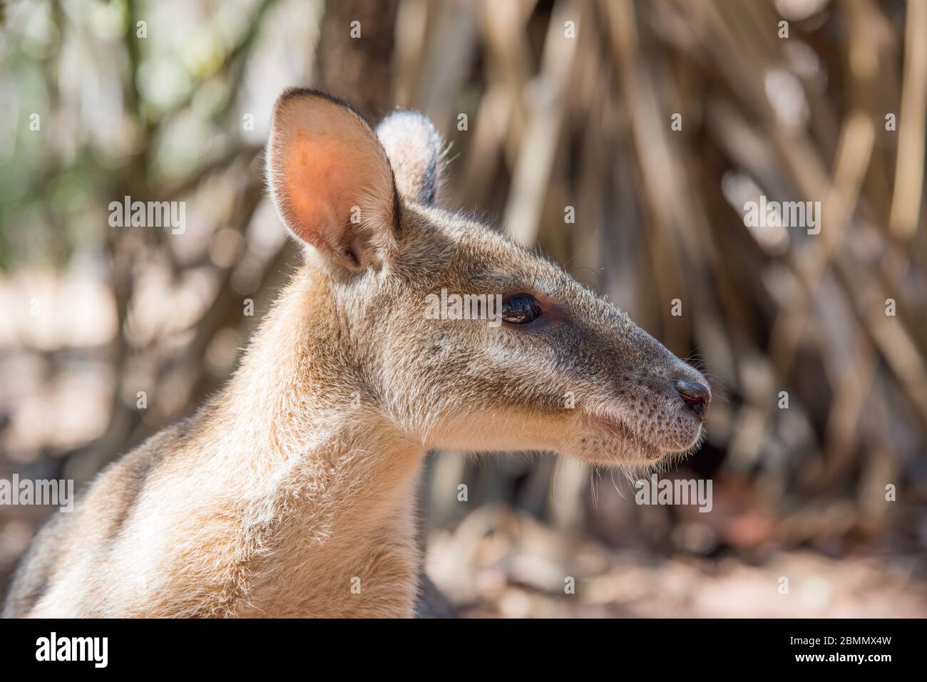 Closeup of agile wallaby in it's natural bushland habitat in the ...