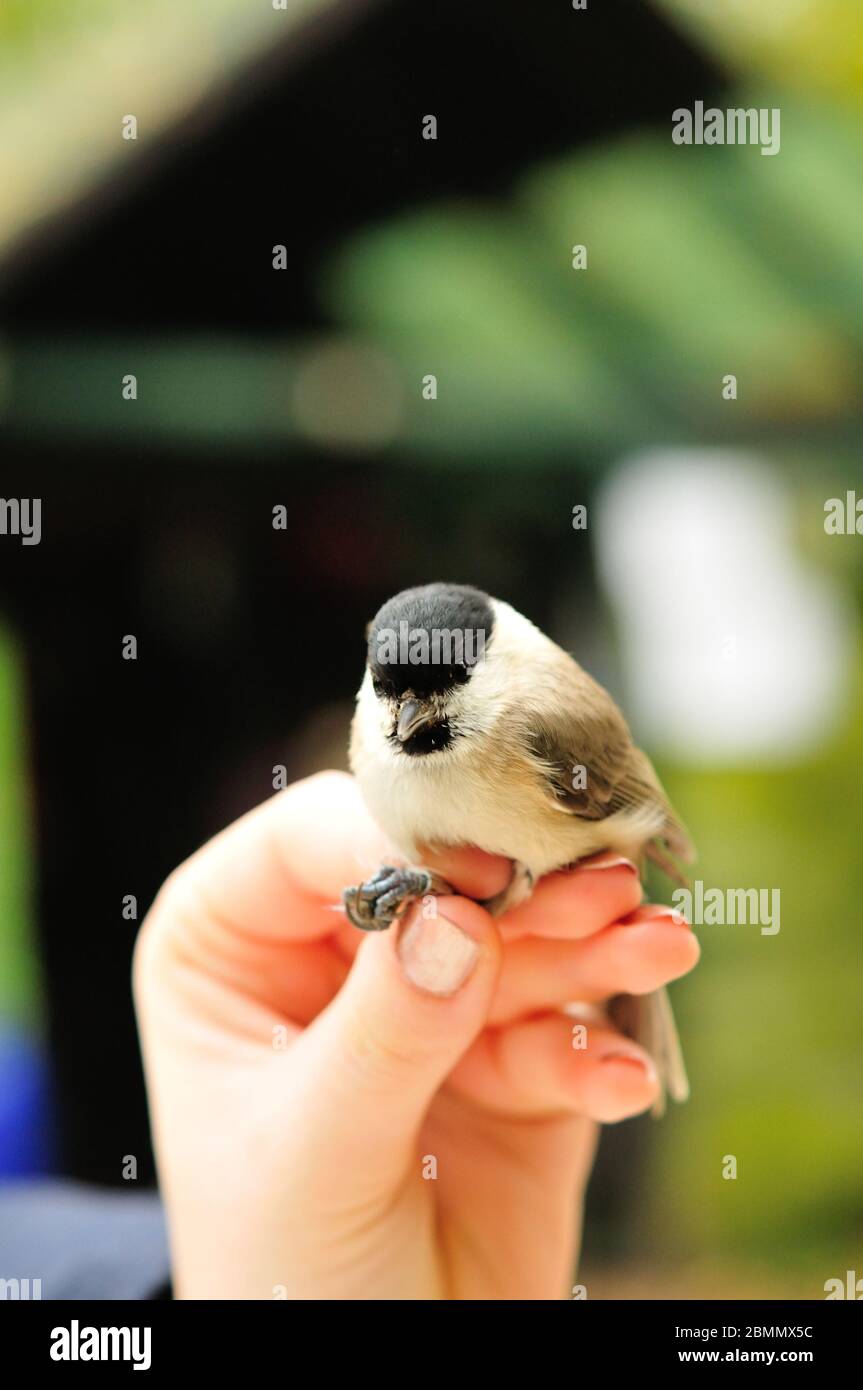 Blackcap Migration High Resolution Stock Photography and Images - Alamy