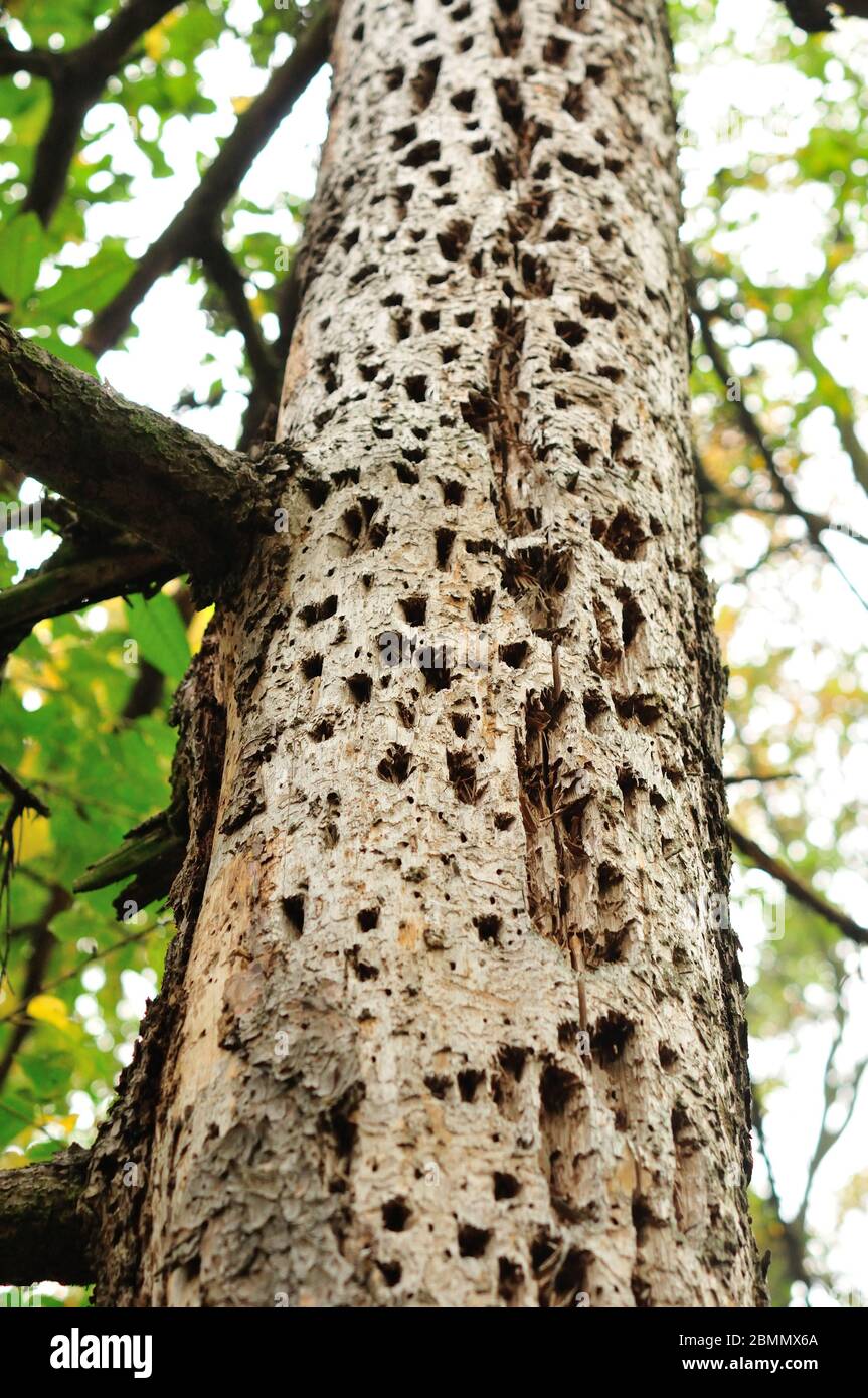Woodpecker marks on tree Stock Photo - Alamy