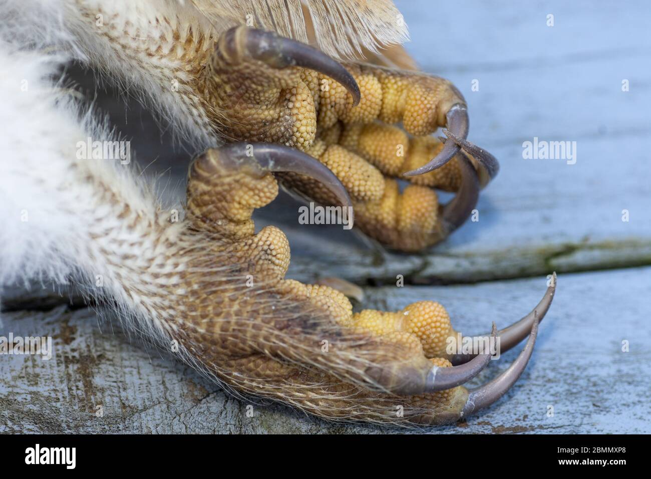 Barn Owl (Tyto alba) claws Stock Photo - Alamy