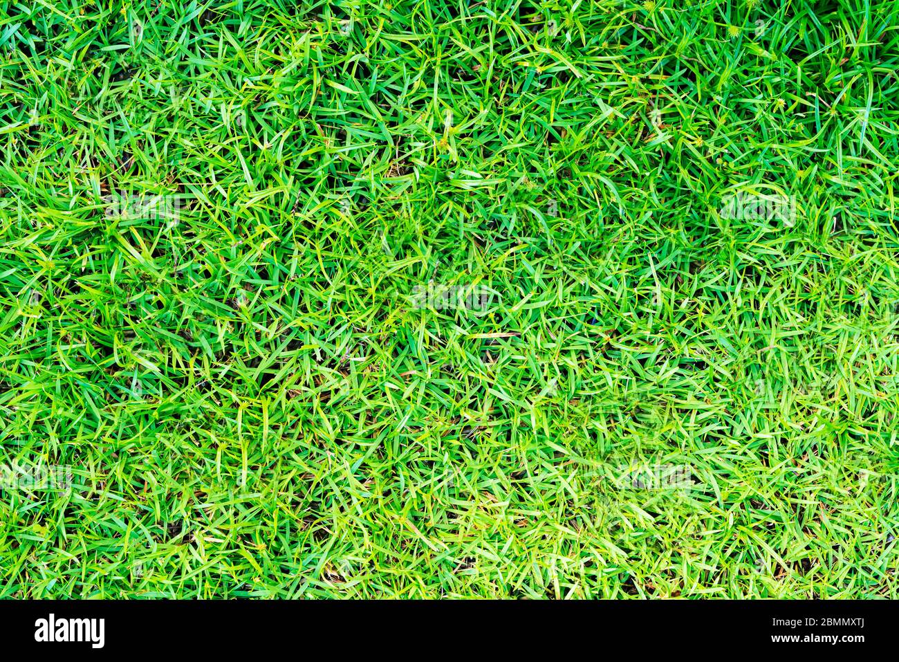 green grass background summer lawn top view Stock Photo - Alamy