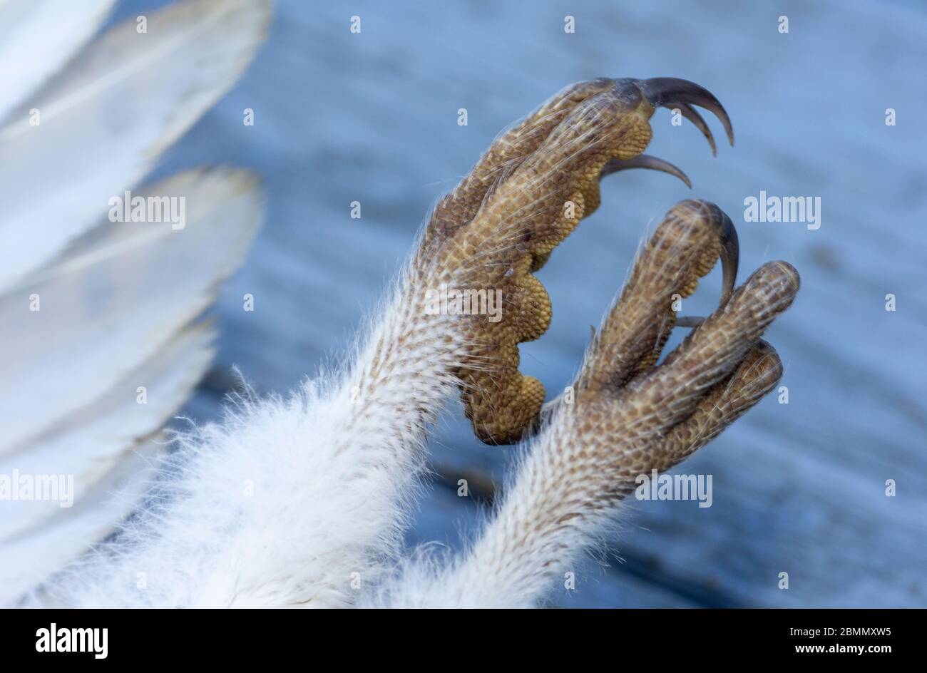 Barn Owl (Tyto alba) claws Stock Photo - Alamy
