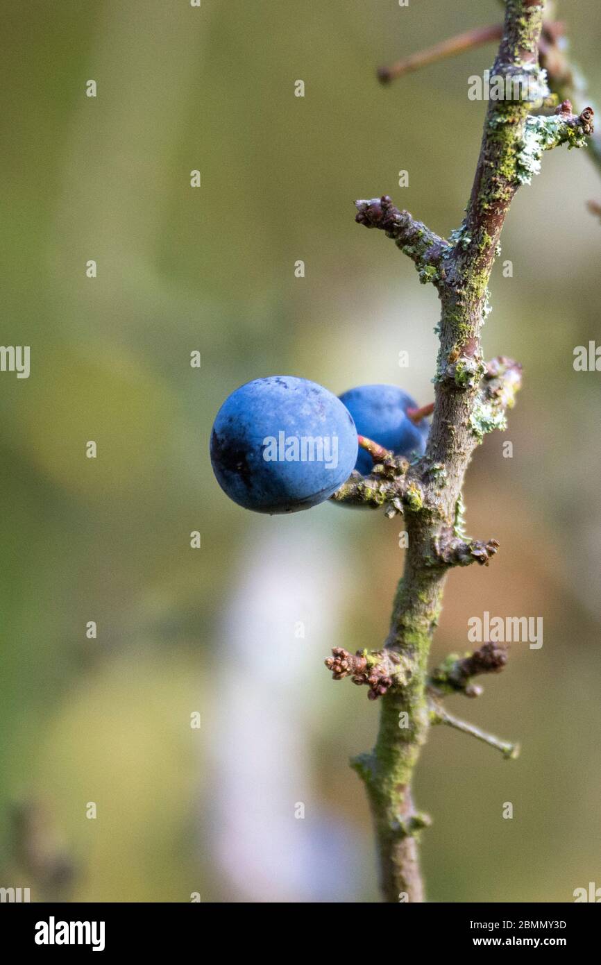 Sloe berries on blackthorn tree (Prunus spinosa Stock Photo - Alamy