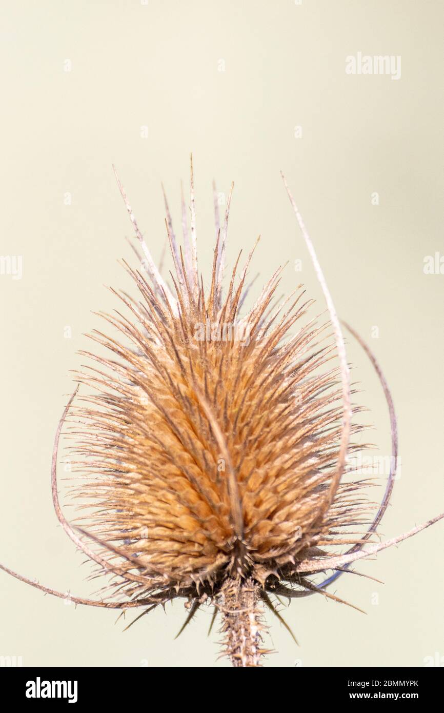 Dried Teasel (Dipsacus fullonum) flower head Stock Photo - Alamy