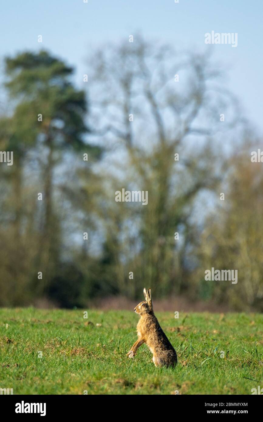 Hare standing hi-res stock photography and images - Alamy