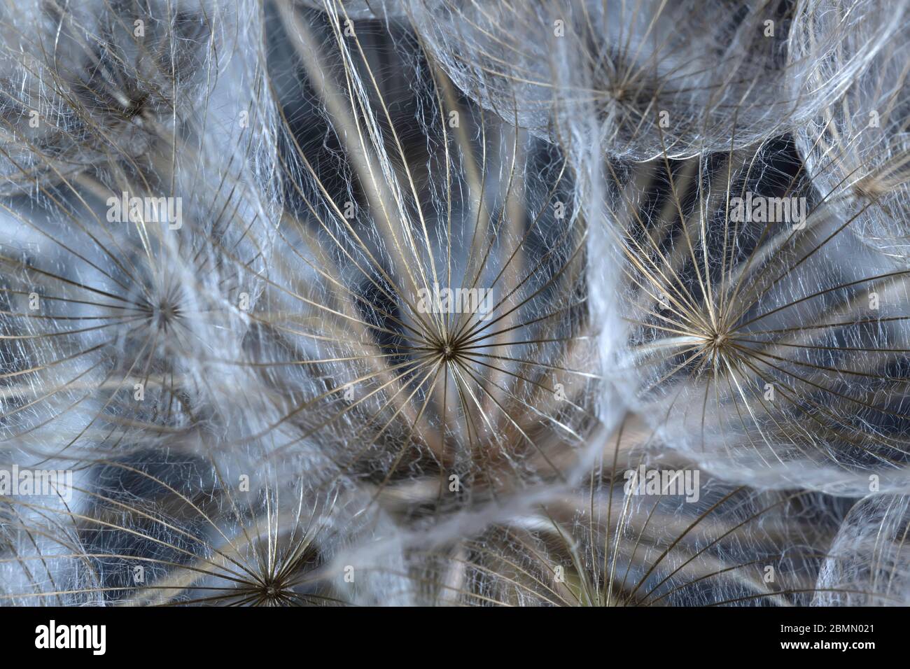 White fluffy seeds hi-res stock photography and images - Alamy