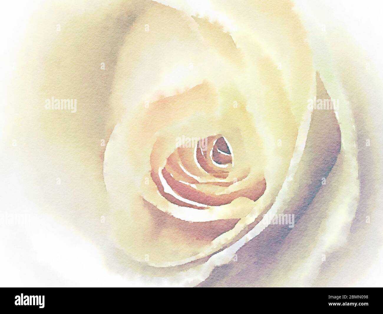 Digital watercolour of a delicate white rose, subtle feminine pastel ...