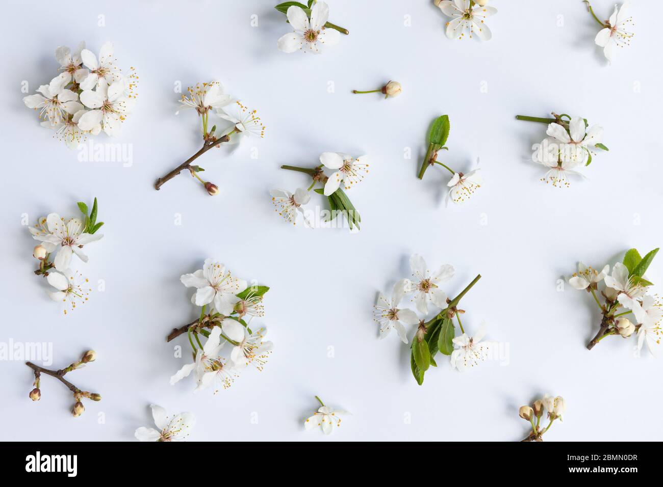 Flat lay of wild cherry twigs with young green leaves, inflorescence ...