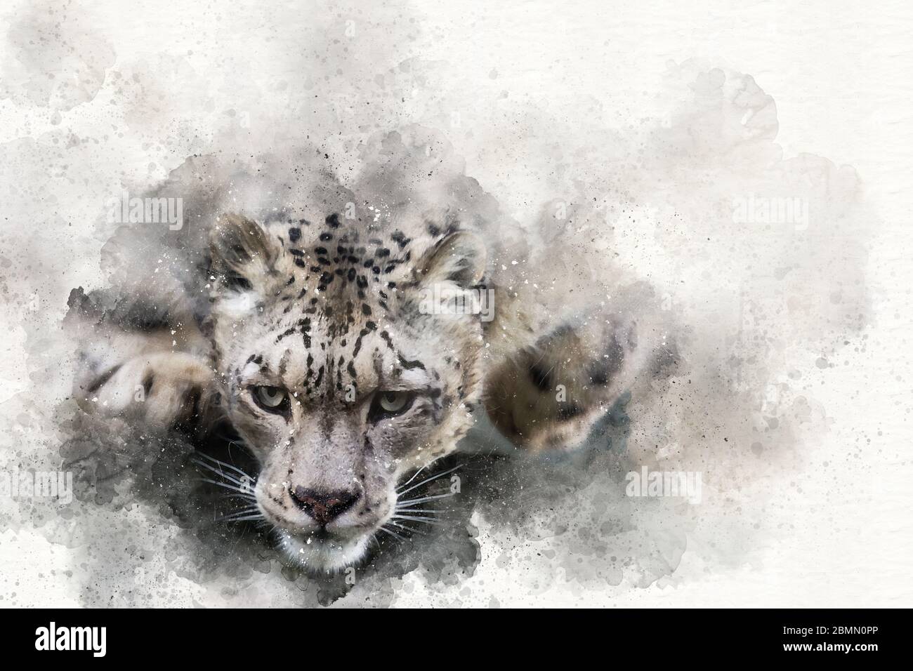 Mixed media digital painting of a snow leopard in motion Stock Photo ...