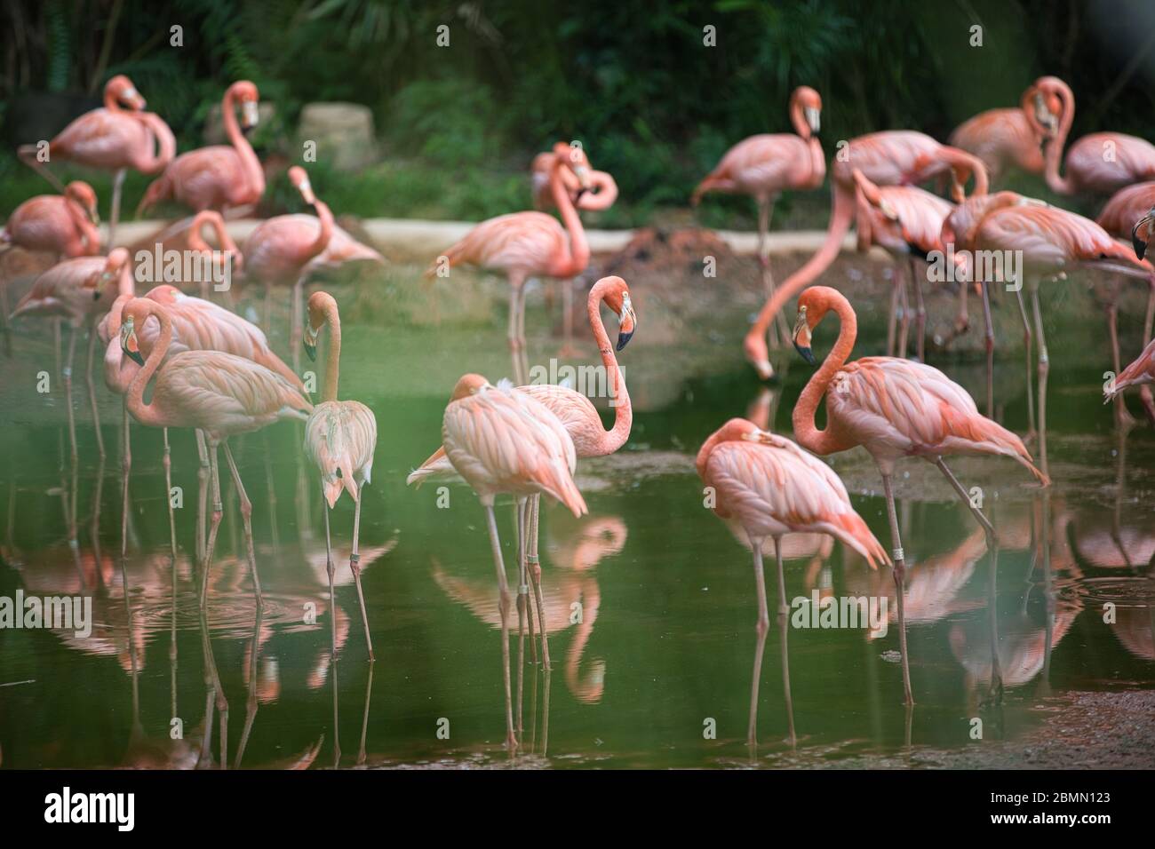 Brids in Singapore Stock Photo - Alamy