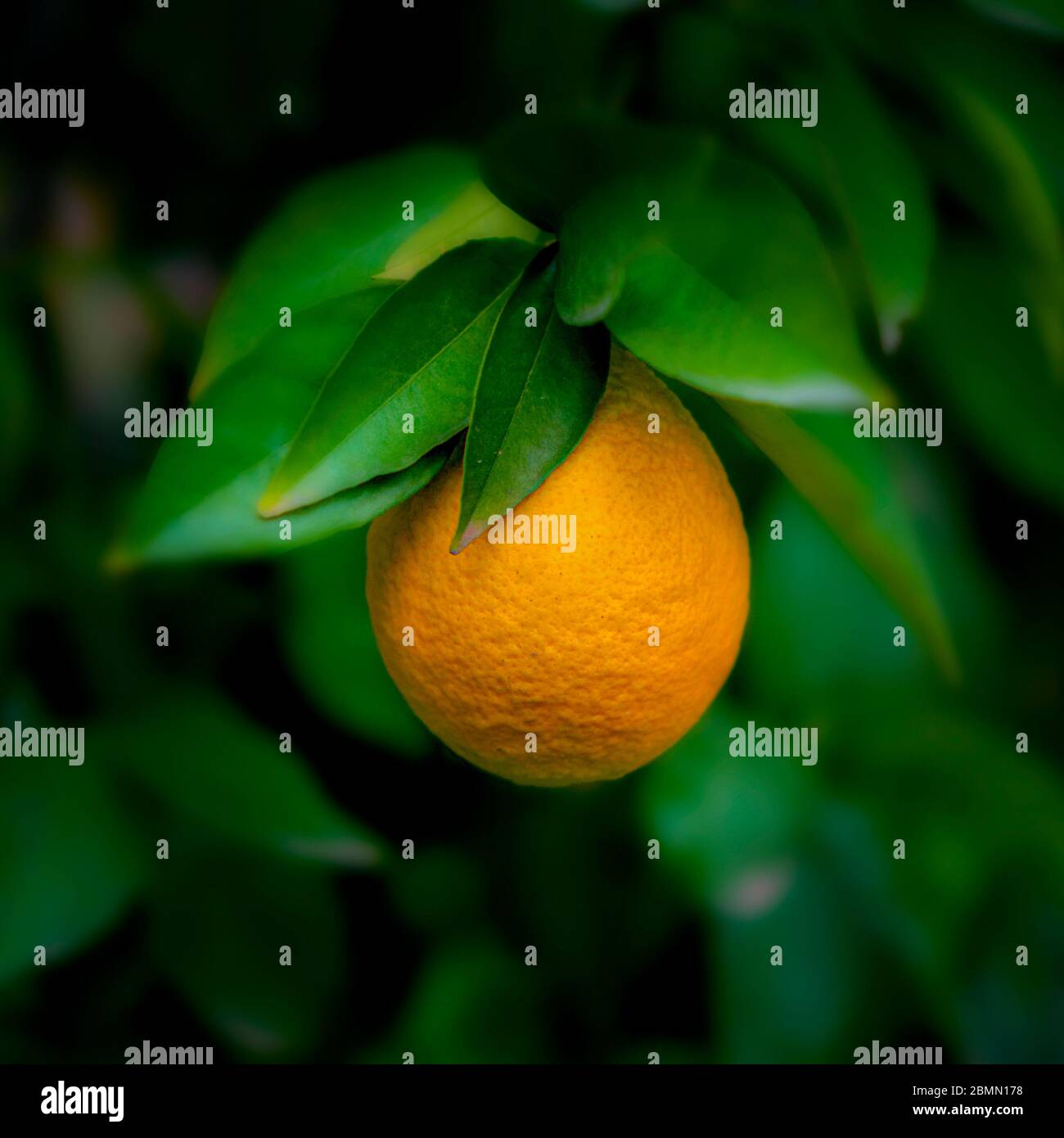 Jaffa citrus tree hi-res stock photography and images - Alamy