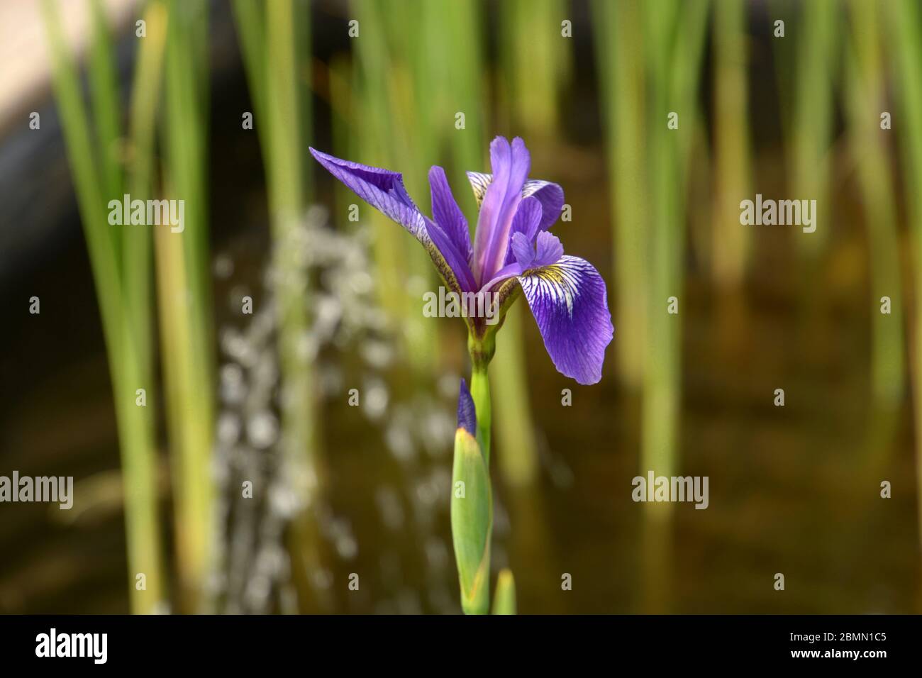 blue flag or iris versicolor flowers in the spring sun Stock Photo - Alamy