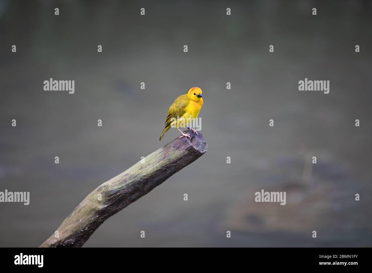 Brids in Singapore Stock Photo - Alamy