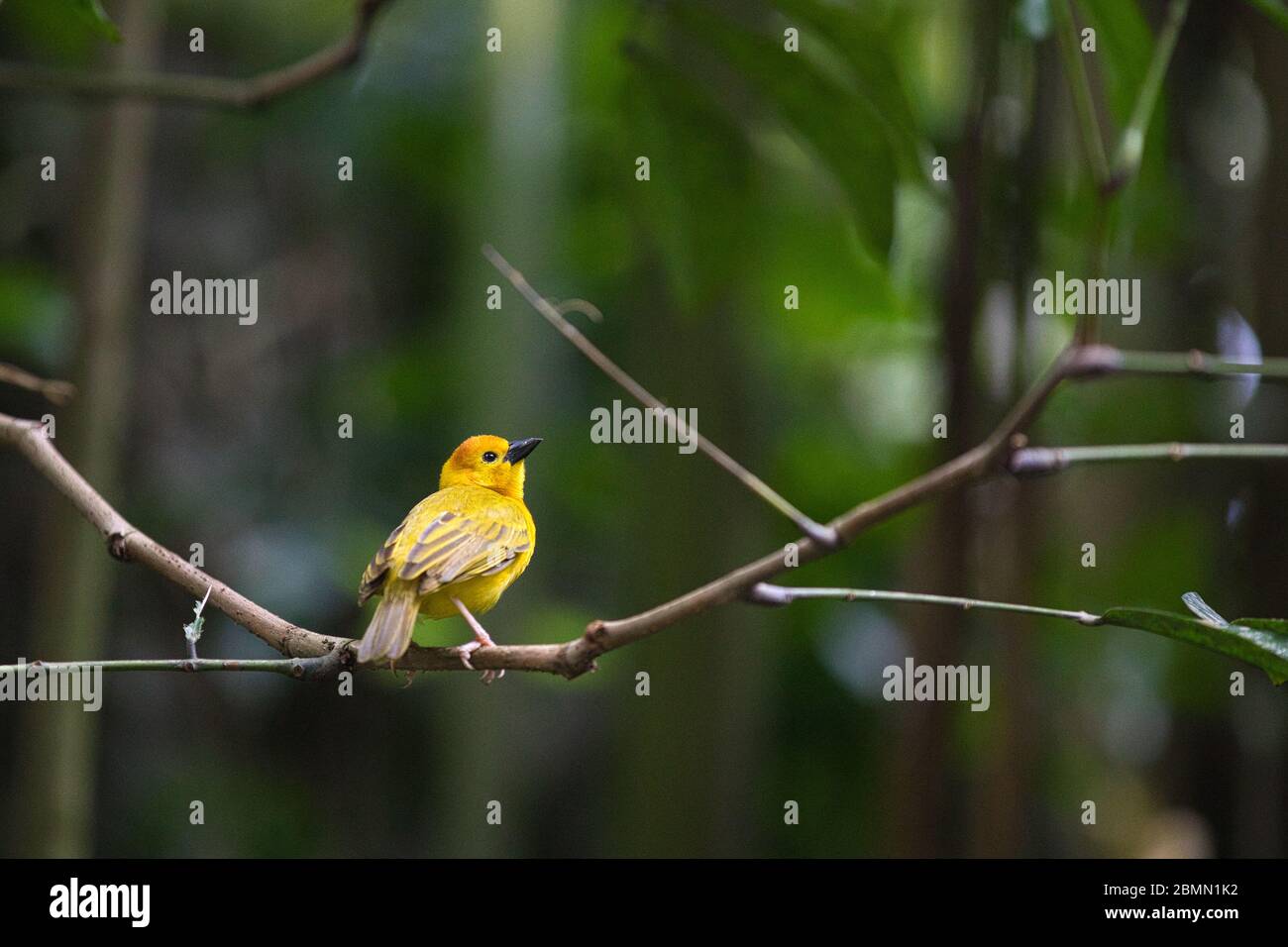 Brids in Singapore Stock Photo - Alamy