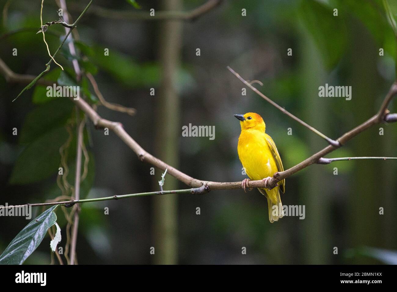 Brids in Singapore Stock Photo - Alamy