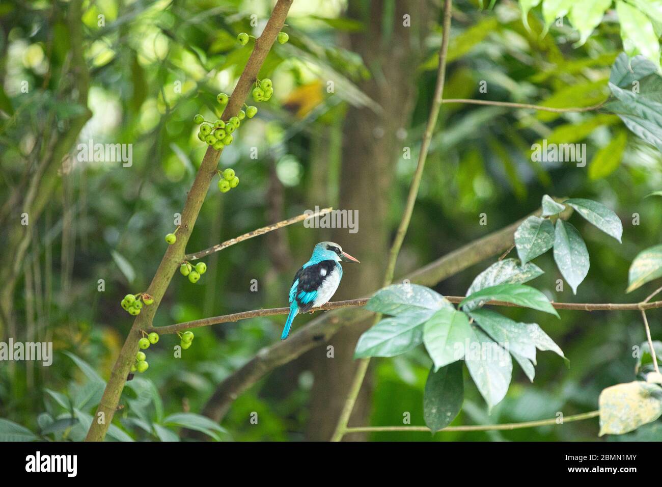 Brids in Singapore Stock Photo - Alamy