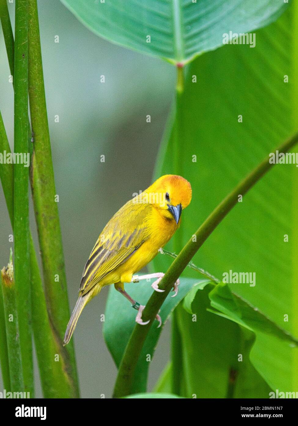 Brids in Singapore Stock Photo - Alamy