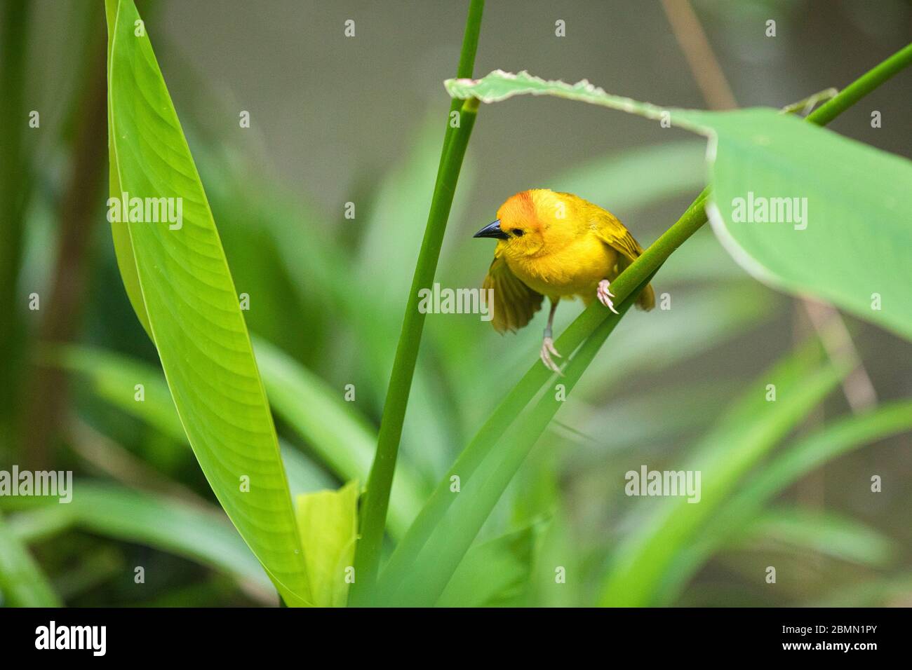 Brids in Singapore Stock Photo - Alamy