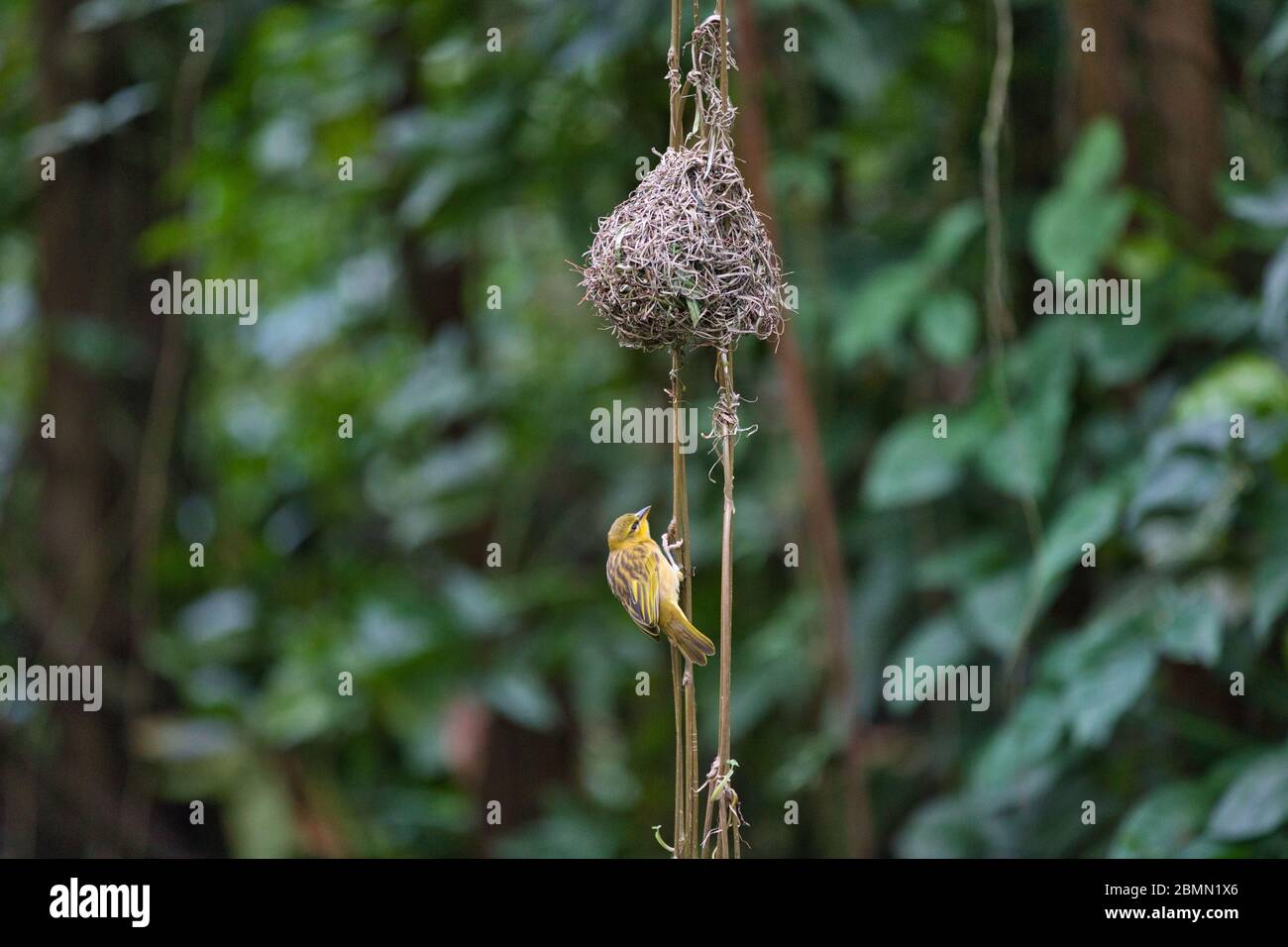 Brids in Singapore Stock Photo - Alamy