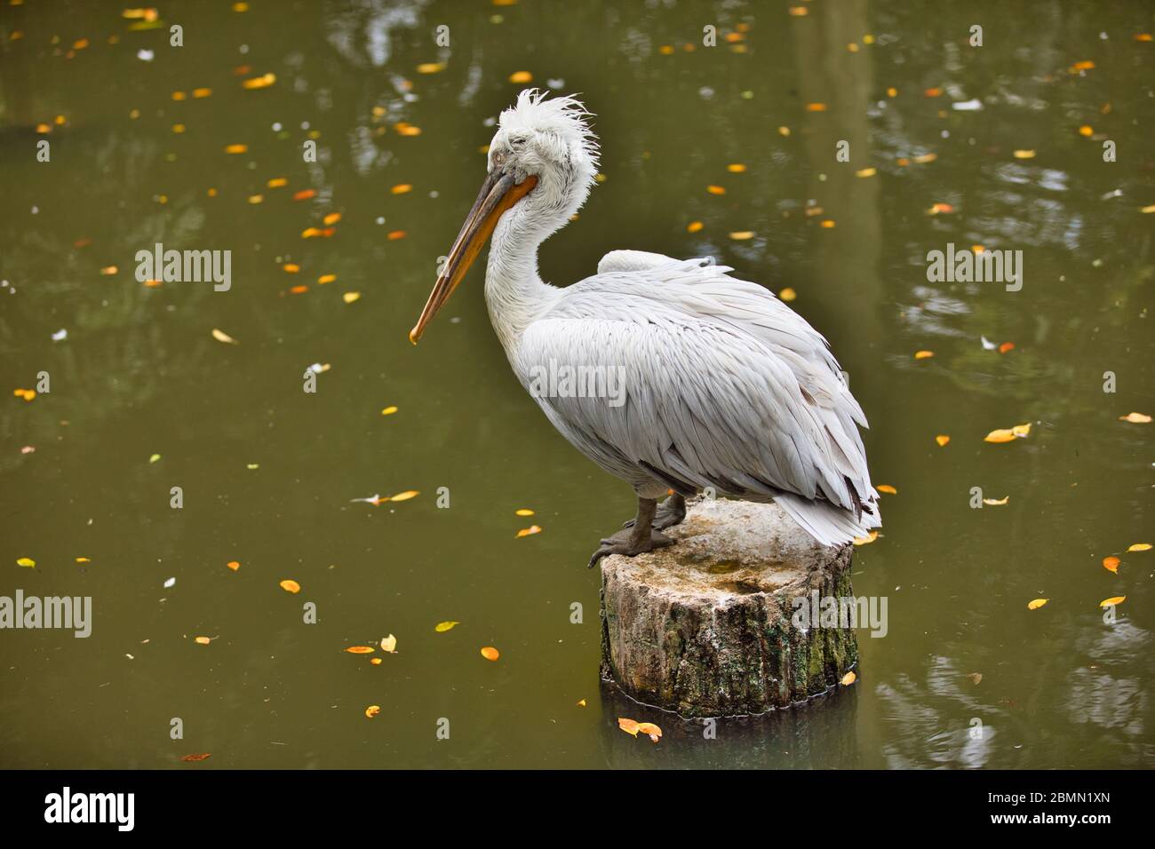 Brids in Singapore Stock Photo - Alamy
