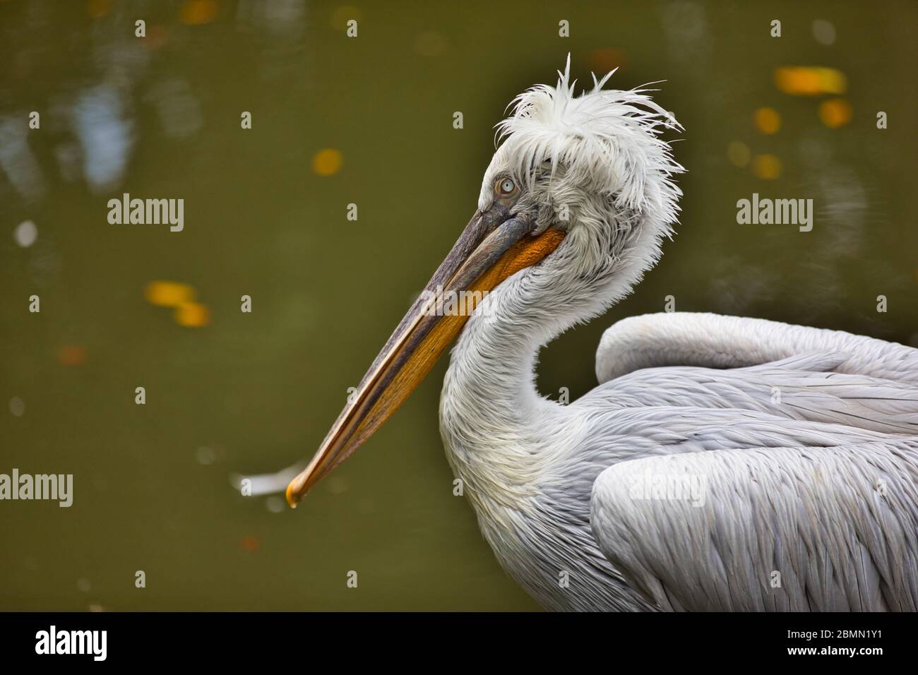Brids in Singapore Stock Photo - Alamy