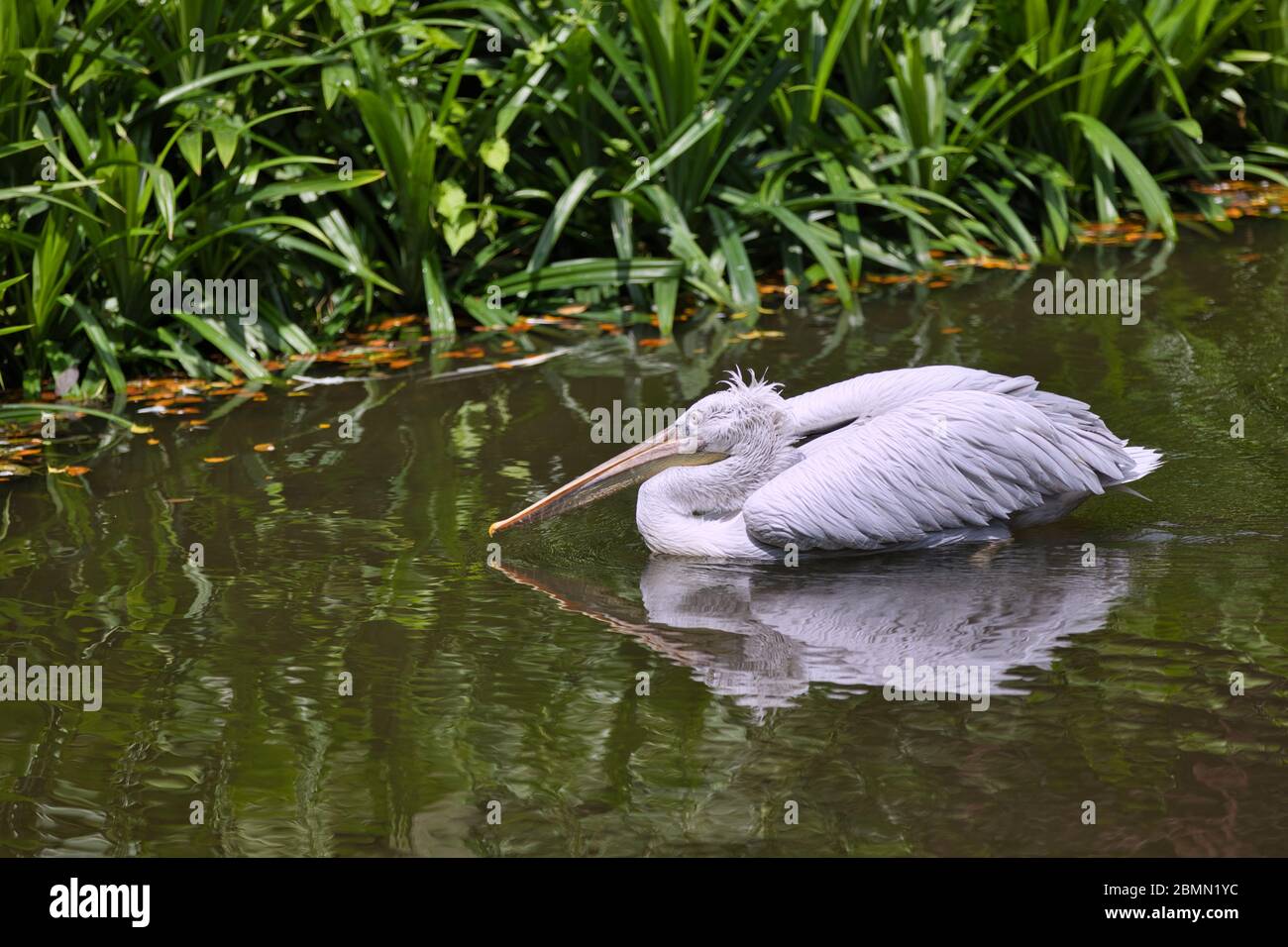 Brids in Singapore Stock Photo - Alamy