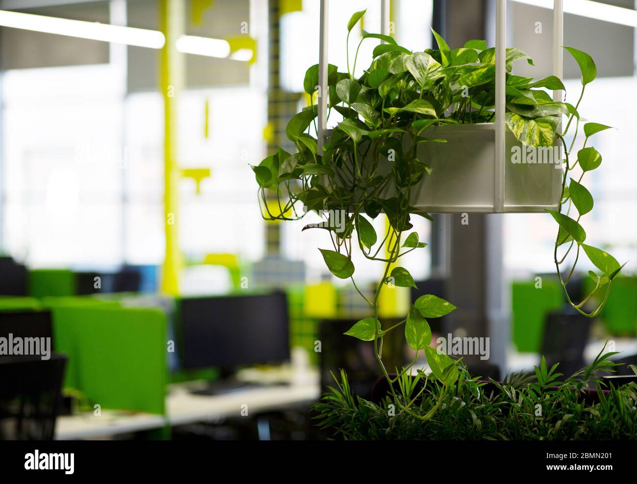 Modern office interior with large green potted plants Stock Photo - Alamy