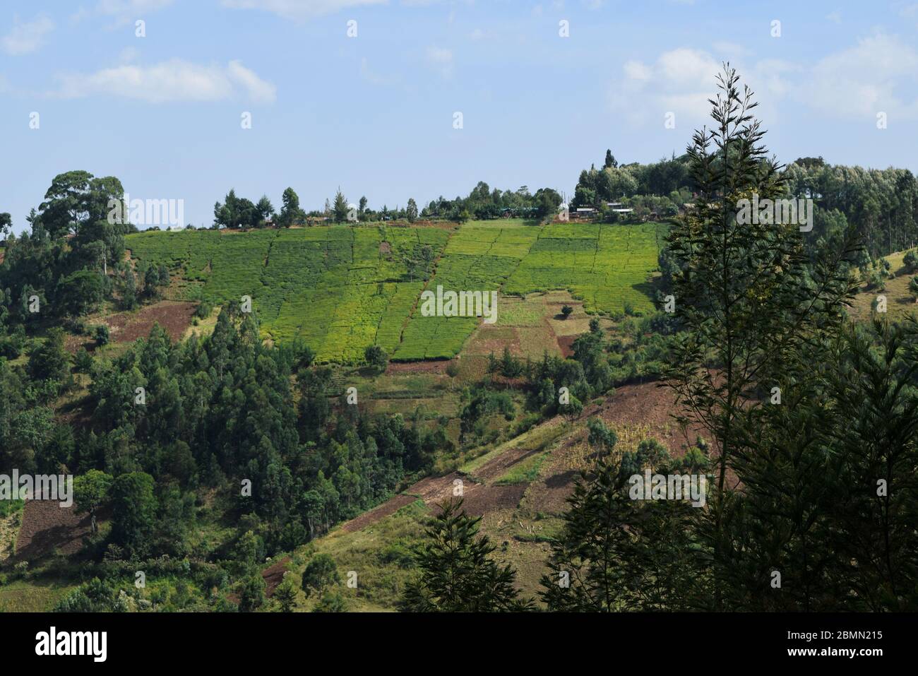 Scenic tea farms in rural Kenya Stock Photo - Alamy