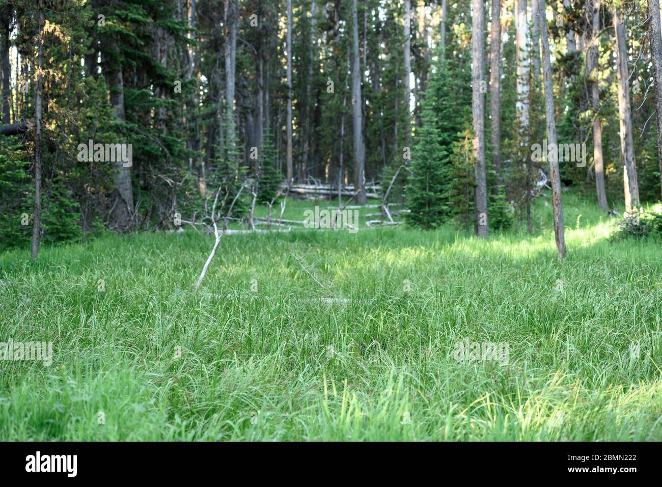 Simple grassy environment hi-res stock photography and images - Alamy
