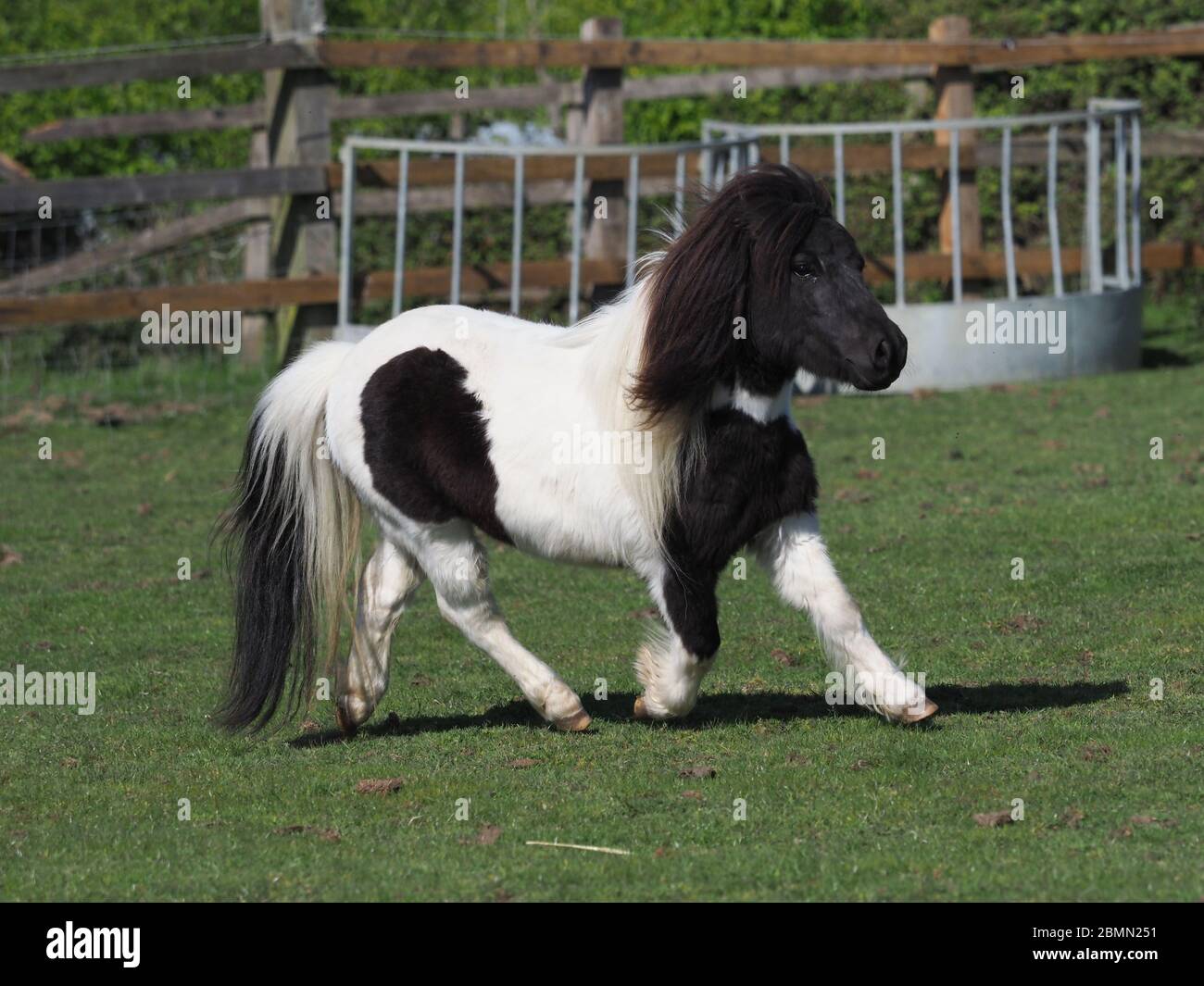 Miniature Shetland Pony High Resolution Stock Photography and Images ...