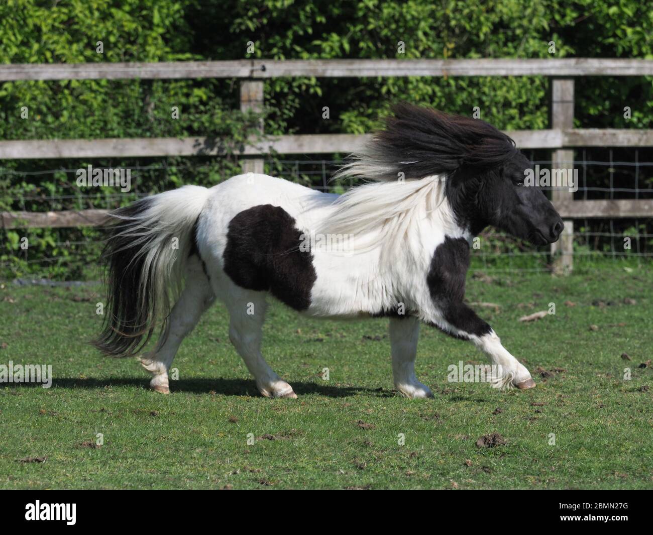 Miniature Shetland Pony High Resolution Stock Photography and Images ...