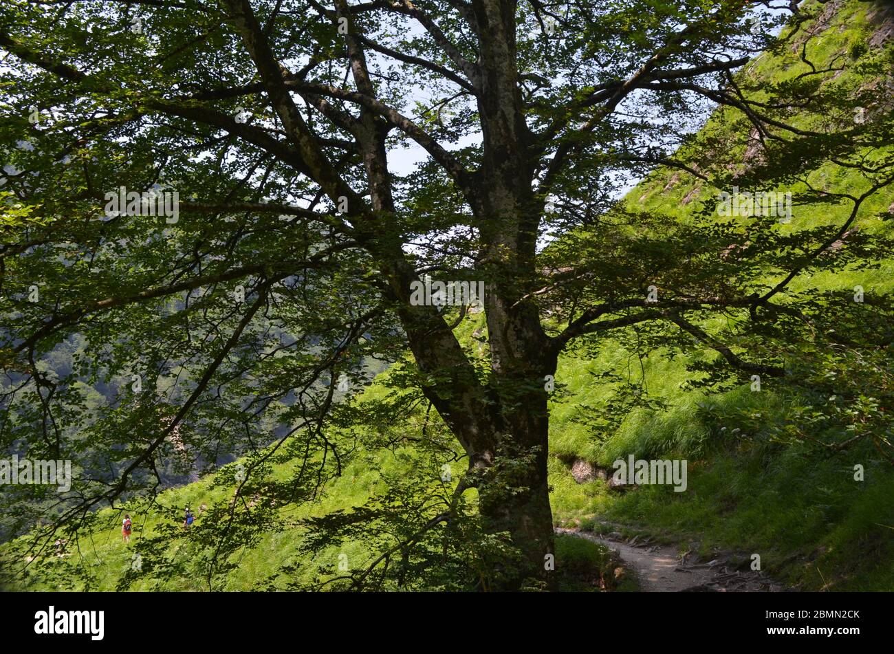 European beech (Fagus sylvatica) forest in Holtzarte Gorges, French ...
