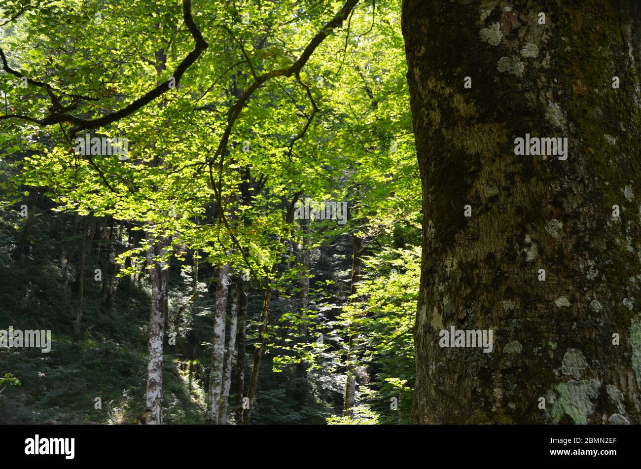 European beech (Fagus sylvatica) forest in Holtzarte Gorges, French ...