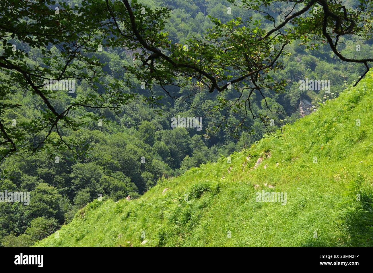 Gorges dholzarte hi-res stock photography and images - Alamy