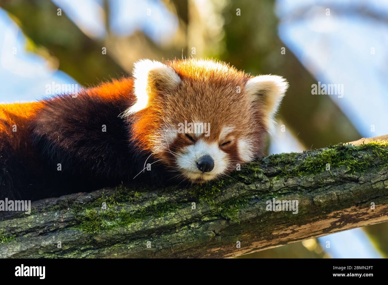 Ailurus fulgens baby hi-res stock photography and images - Alamy