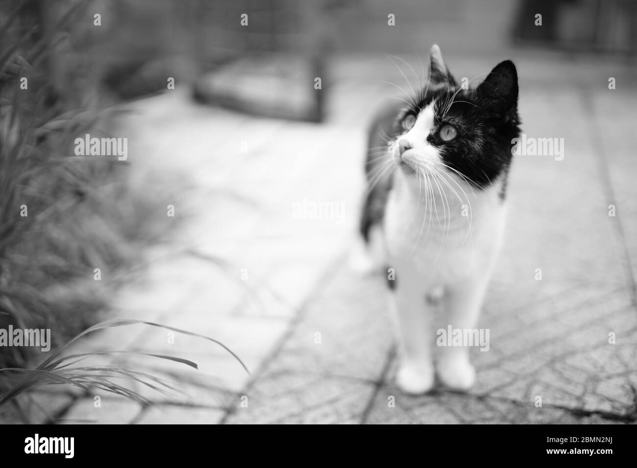 Cute cat walk in courtyard on the stone floor. Maneki neko kitty. Bw photo Stock Photo - Alamy