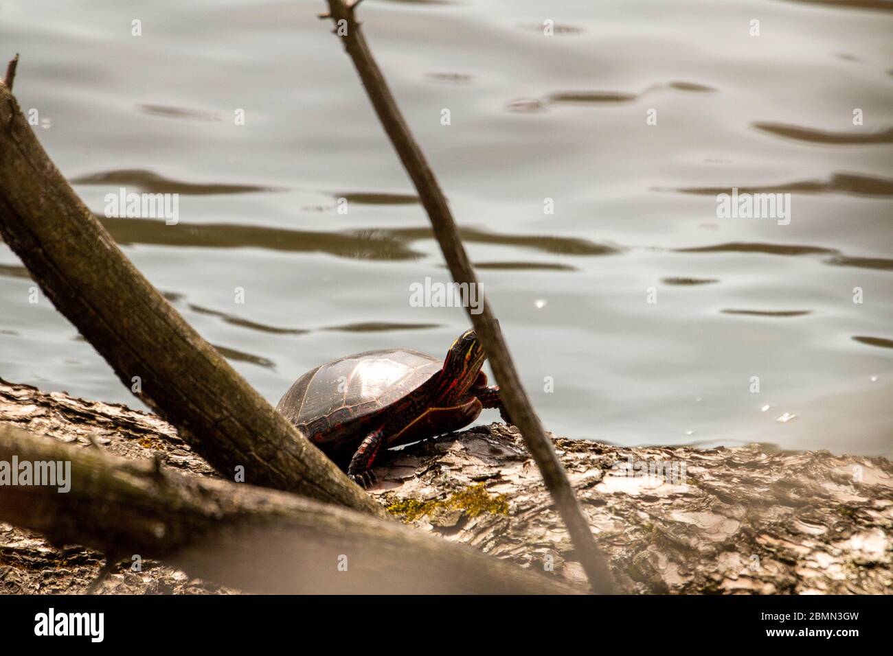 Turtle on lily pad hi-res stock photography and images - Alamy