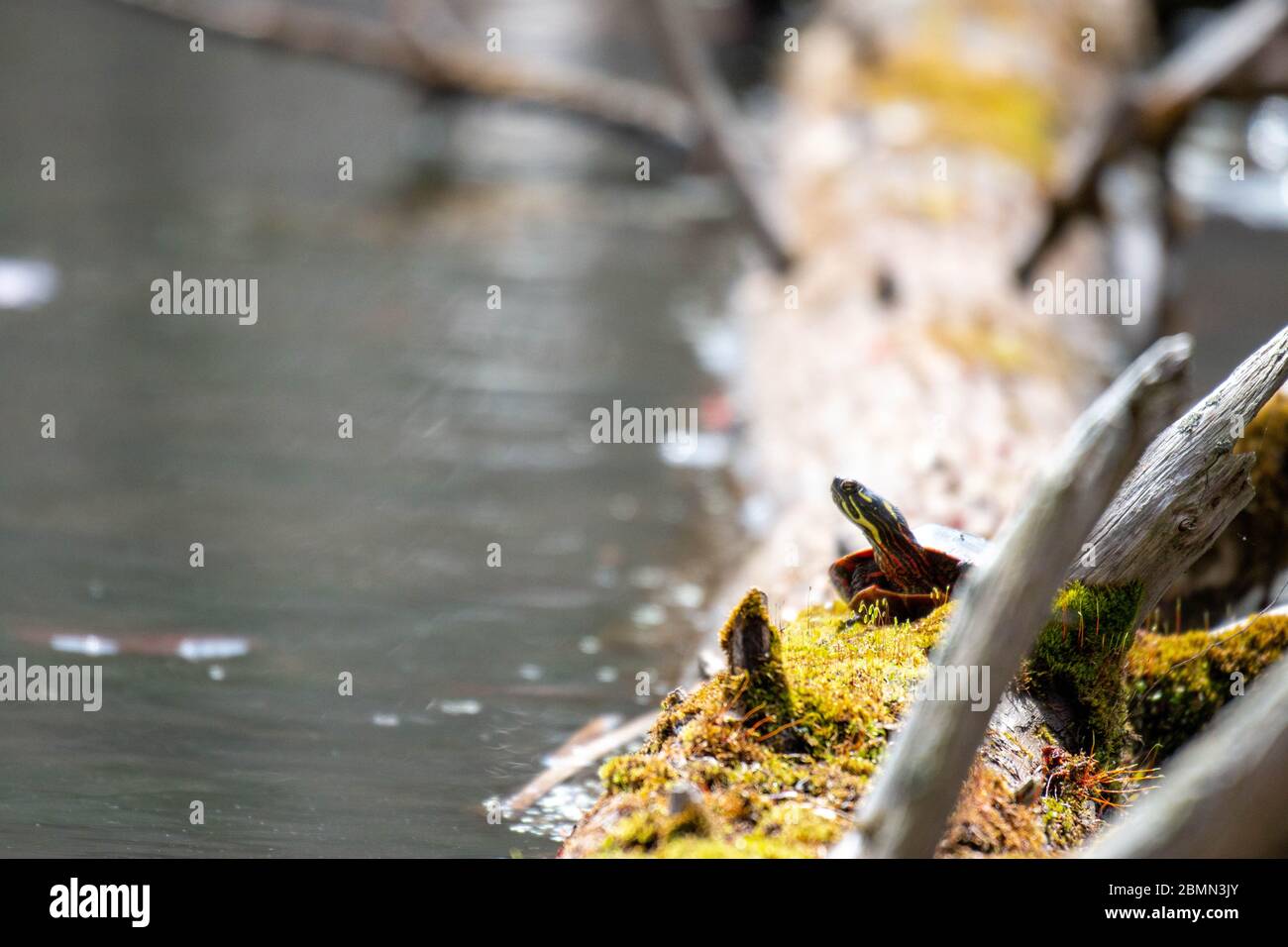 Turtle on lily pad hi-res stock photography and images - Alamy