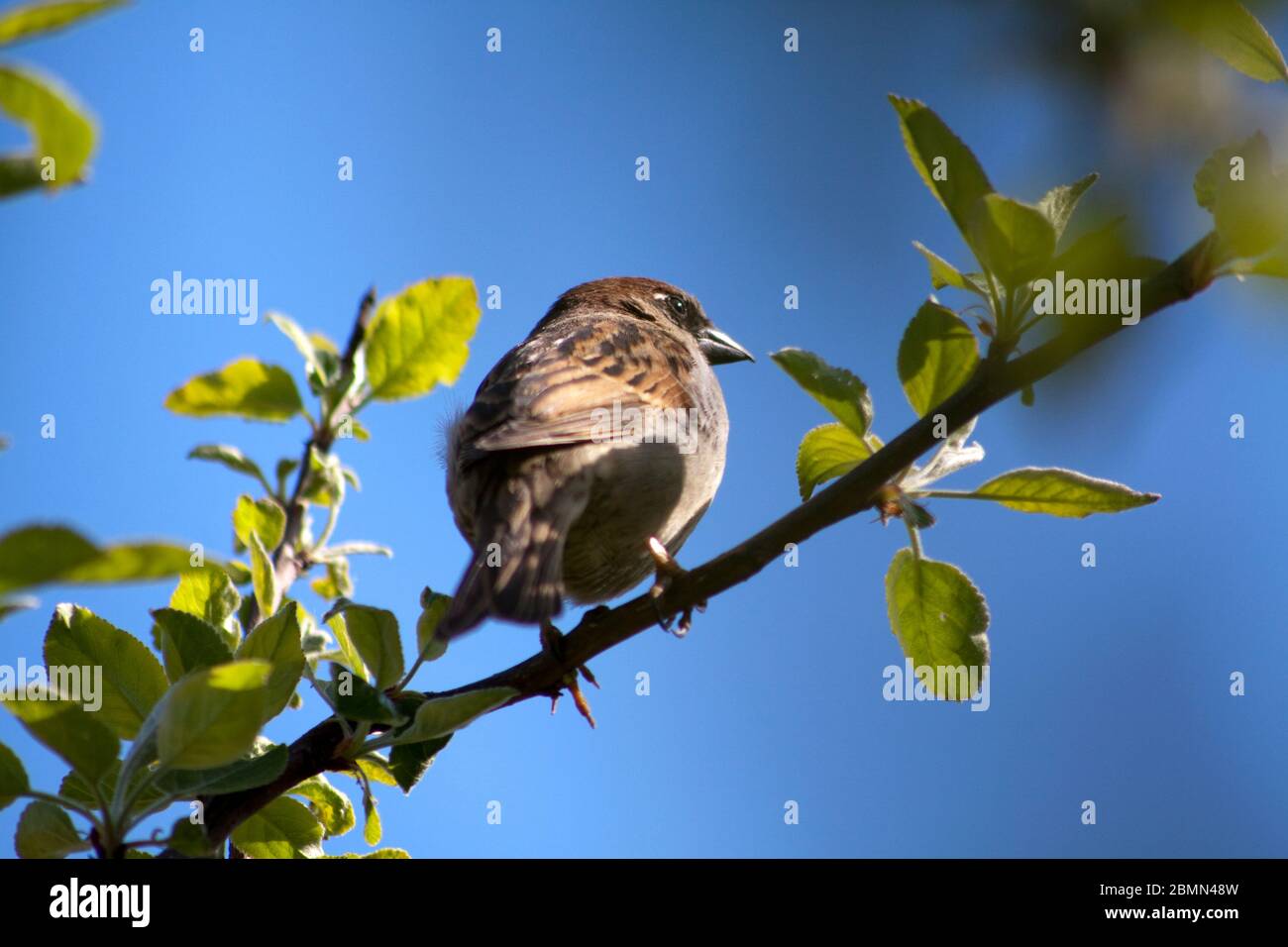 Tree sparrows great britain hi-res stock photography and images - Alamy