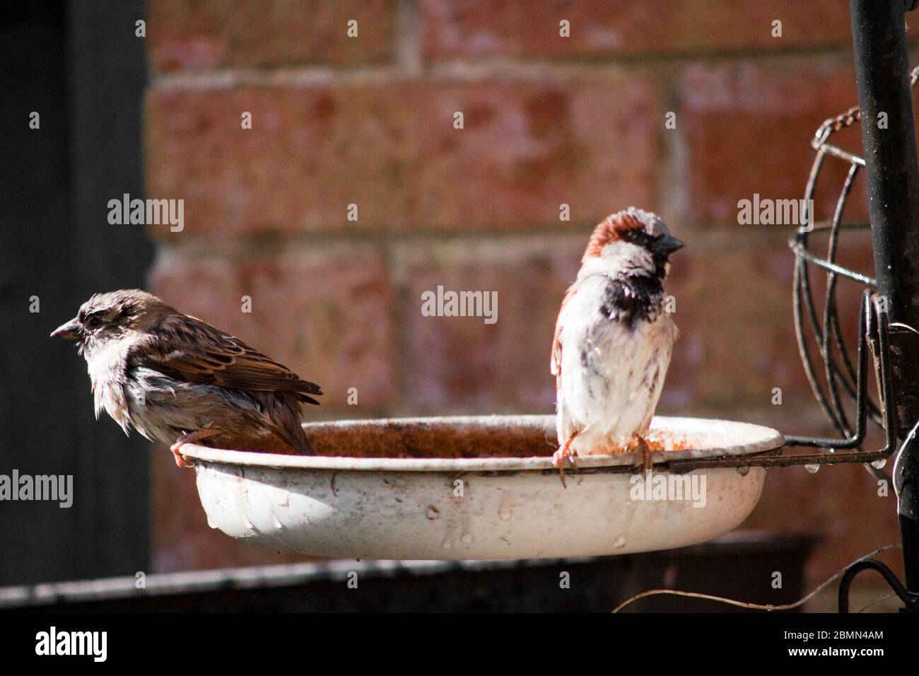 Sparrows on edge of Water Bowl ( Passer domesticus Stock Photo - Alamy