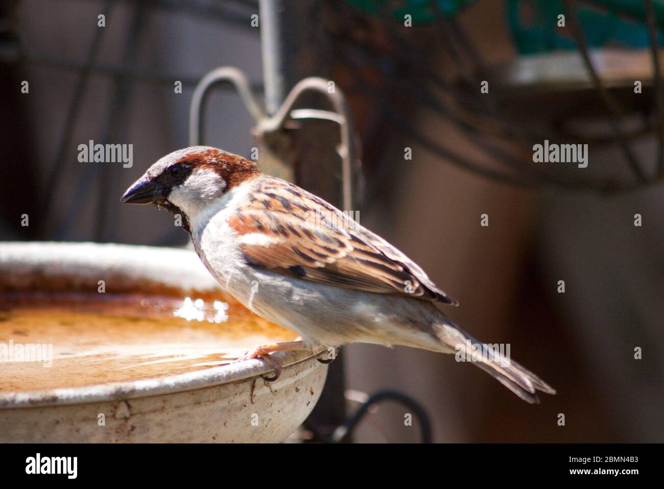 Thirsty sparrow drinking water hi-res stock photography and images - Alamy