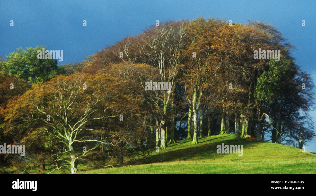 Hill crowned by beech trees hi-res stock photography and images - Alamy