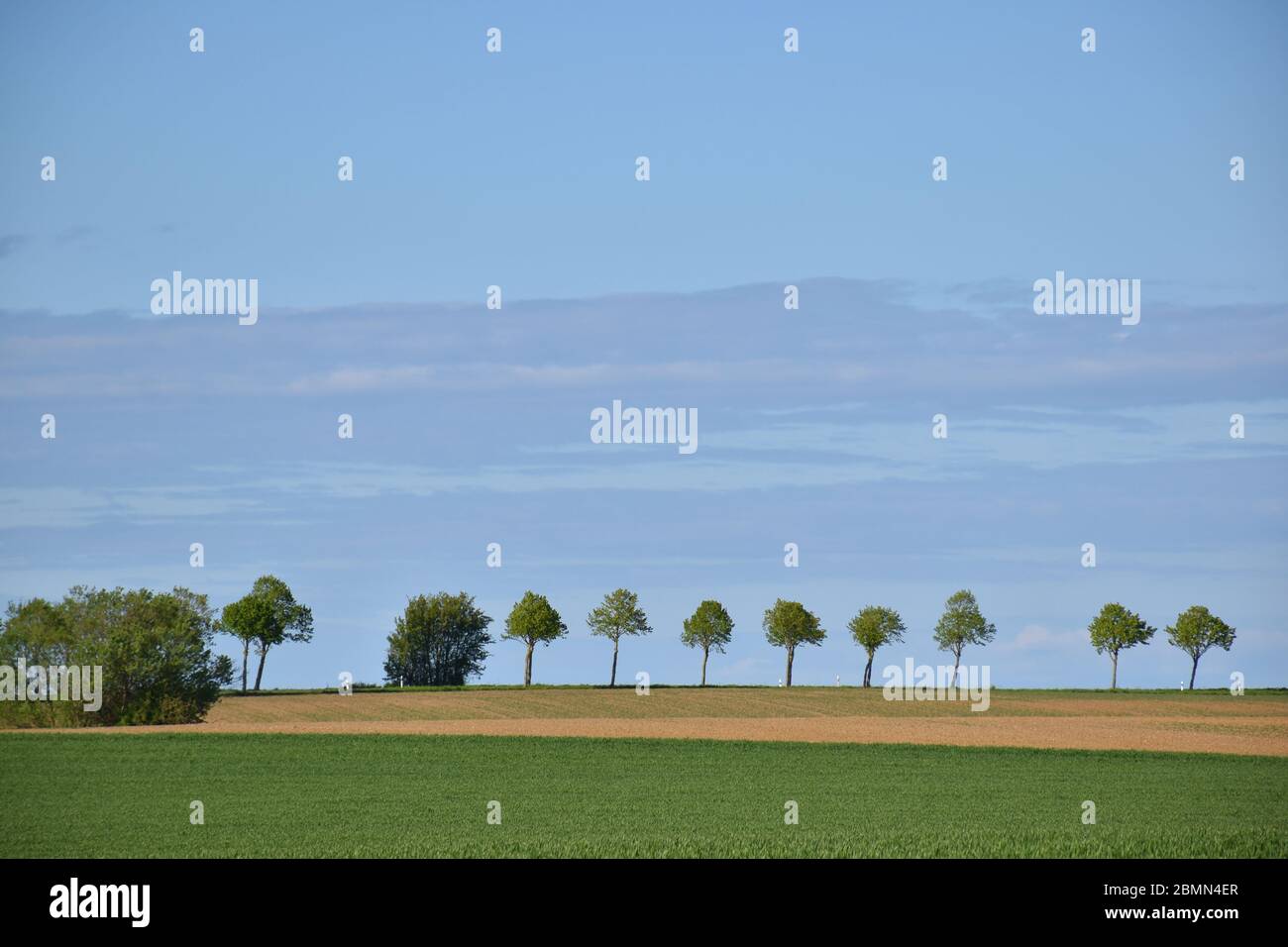 Environment and trees hi-res stock photography and images - Alamy
