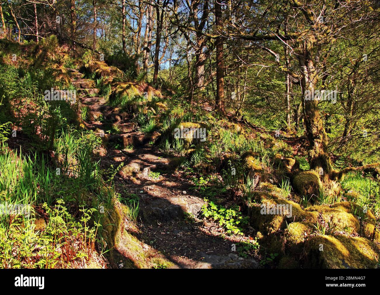 Mossy steps #4 Stock Photo - Alamy