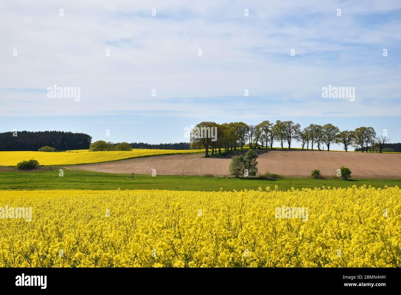 Rapeseed field germany hi-res stock photography and images - Alamy