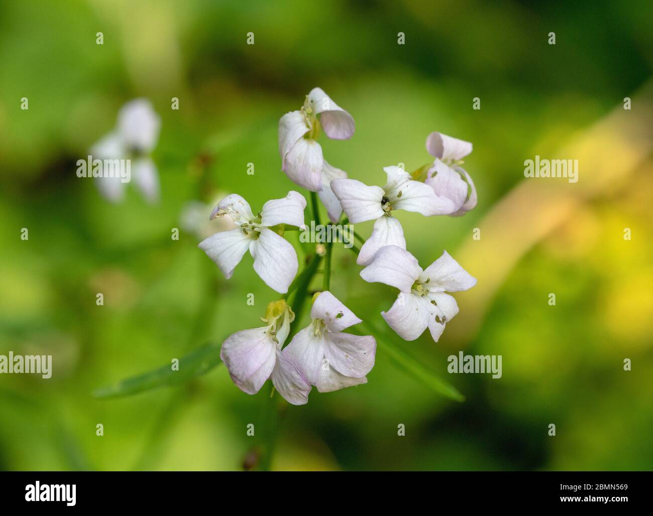 Coralroot cardamine bulbifera hi-res stock photography and images - Alamy