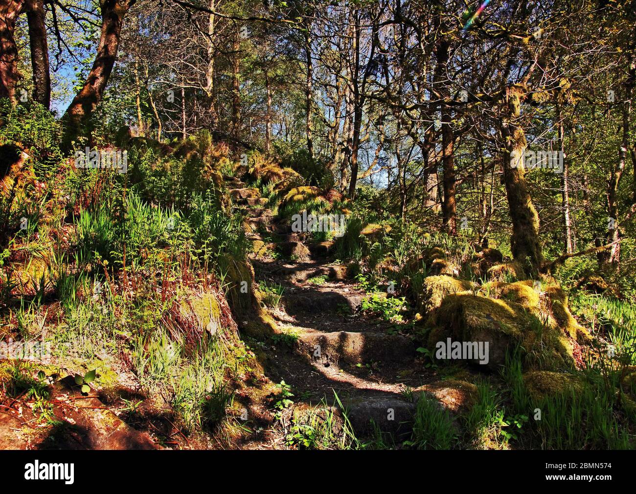 Mossy steps hi-res stock photography and images - Alamy