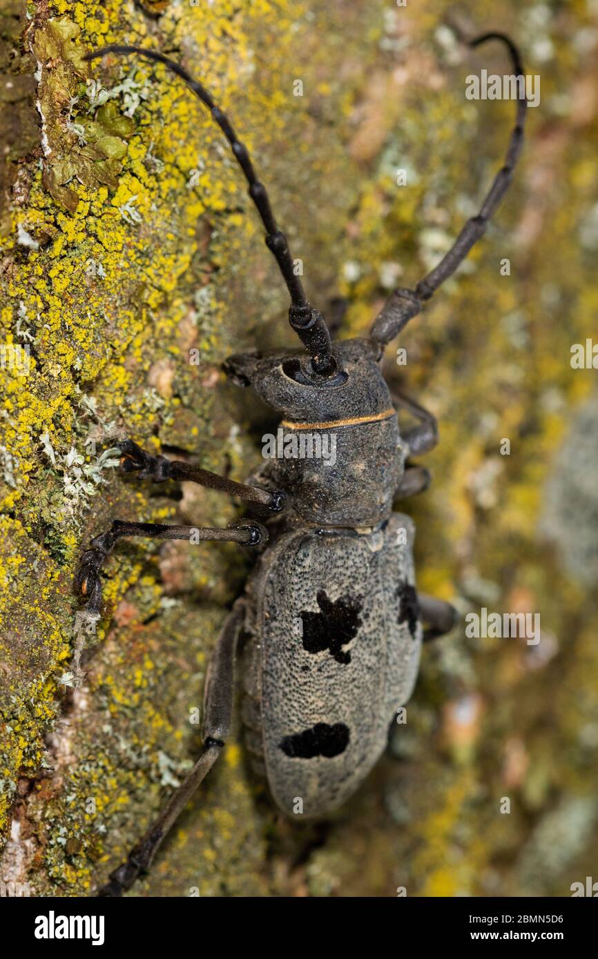 Morimus funereus, a species of beetle in family Cerambycidae, on a tree ...
