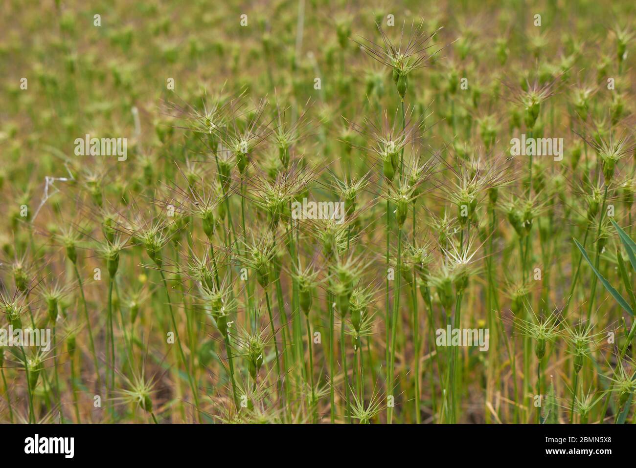 Neglecta plants hi-res stock photography and images - Alamy